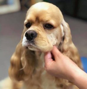 Grooming an American Cocker Spaniel's Head