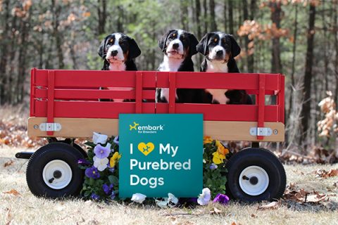 Embark's "Litter-ally" the Cutest Puppies Photo Challenge