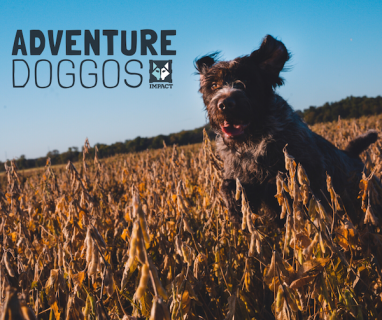 Photo Contest - National Purebred Dog Day®