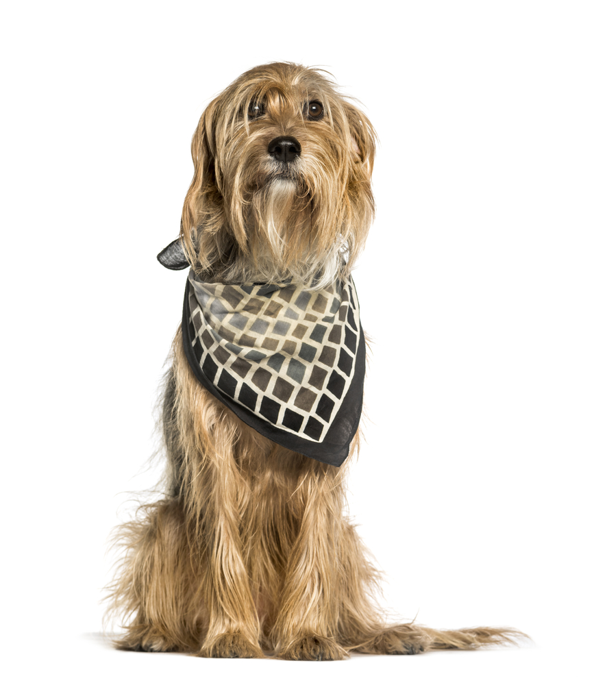 Barak or Bosnian Broken-haired Hound sitting against white background ...