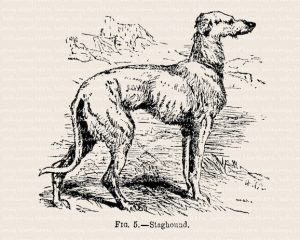 The Staghound