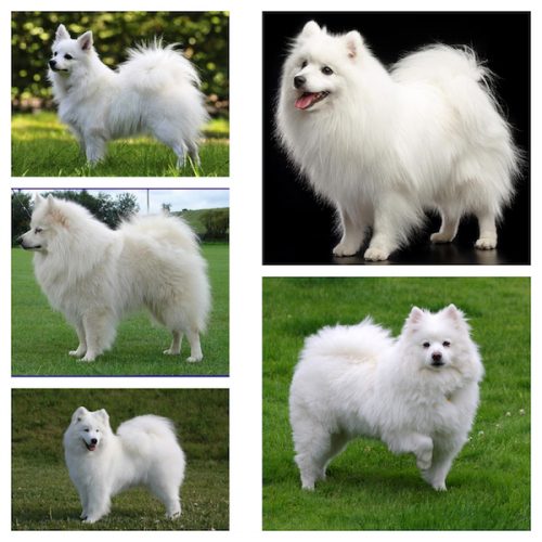 Can You Name These White Spitz Breeds?