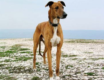 The Banjara People's Hound