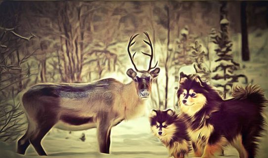 The Lappi and Laughter