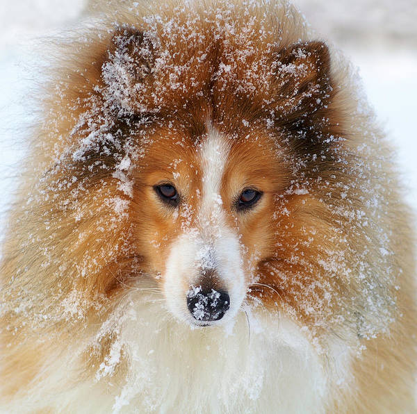 1-sheltie-dog-allan-wallberg - National Purebred Dog Day®