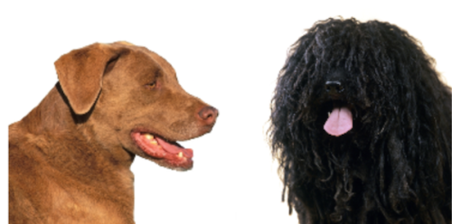 How Opposites Serve Two Different Breeds
