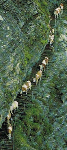 Why Did the Cow Climb the Mountain?