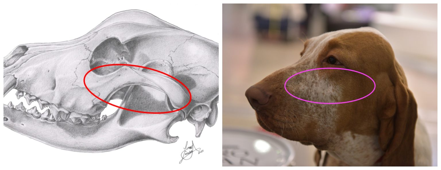 The Bracco's Zygomatic Arches. Huh?