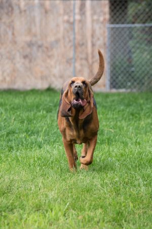 The Bloodhound: Setting Time & Speed