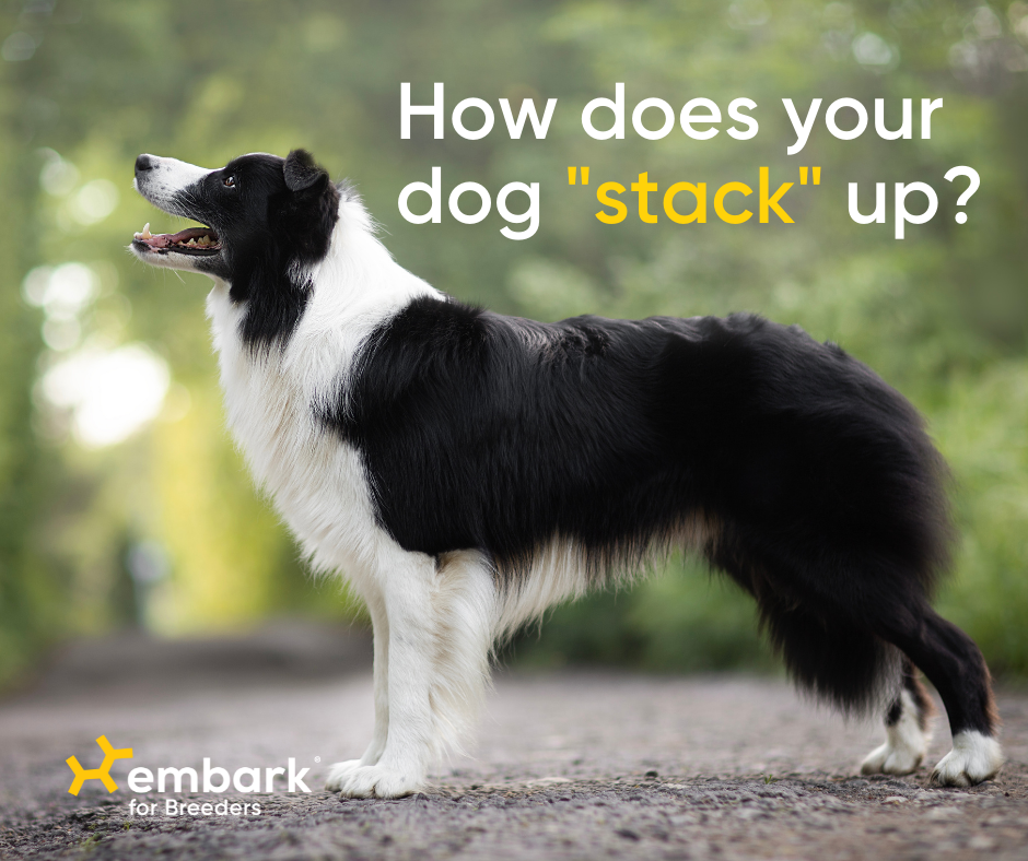 Embark's "How Does Your Dog Stack Up" Photo Challenge