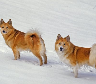 National Purebred Dog Day® - Celebrating the diversity, heritage, and ...