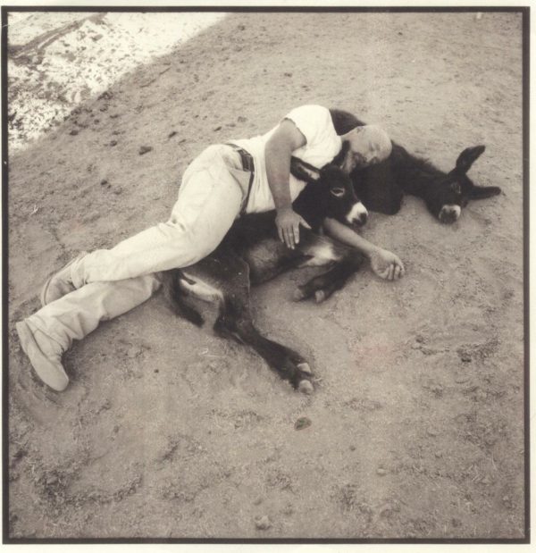 donkey - National Purebred Dog Day®