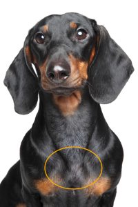 The Dachshund Dimples