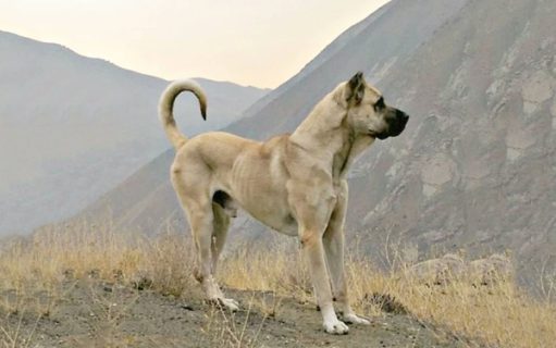 National Dog of Iran?