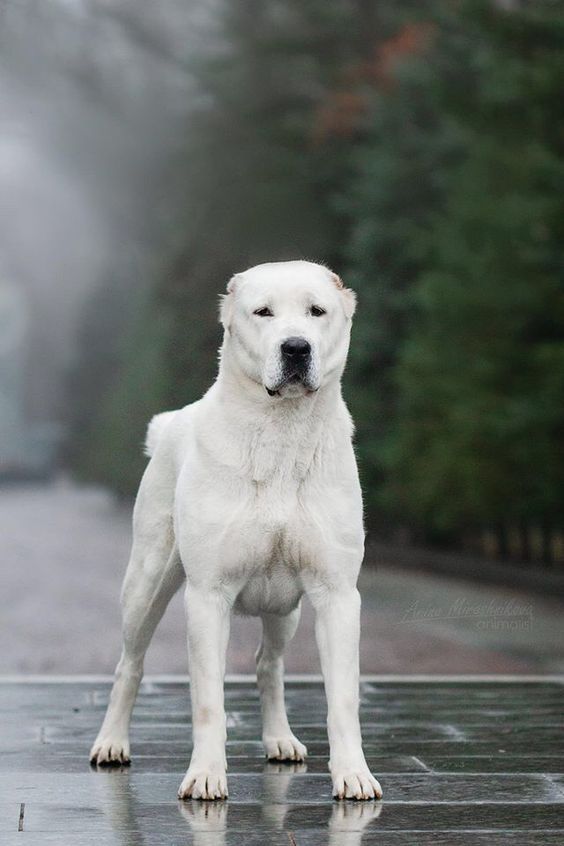 - National Purebred Dog Day®