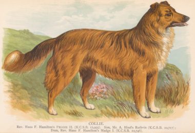 The First Glimpse of Two Collie Varieties