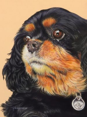 “Lily, Cavalier King Charles Spaniel” – Entry in National Purebred Dog ...