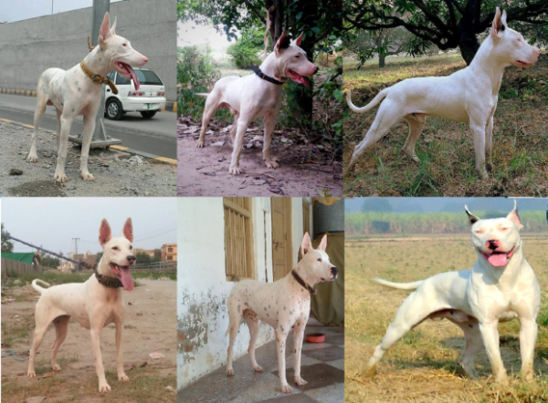 Jingle Trucks and Gull Terriers