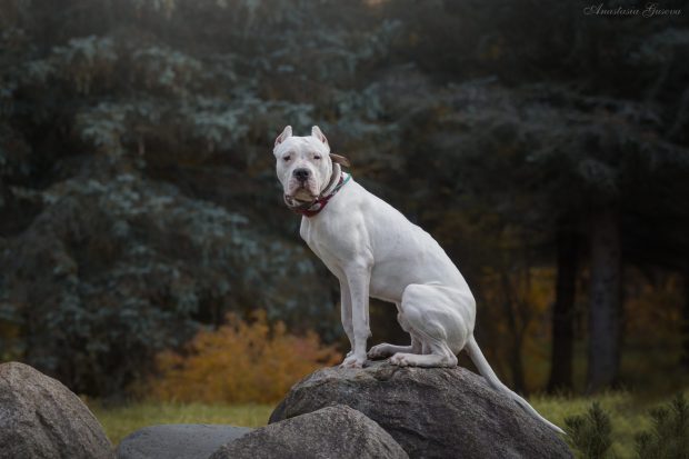 Only Breed Standard With This Word