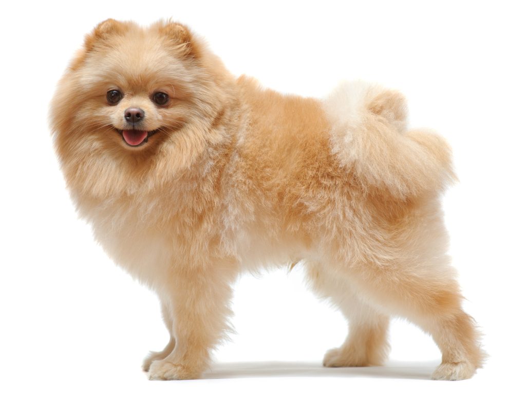 A Pom Tail