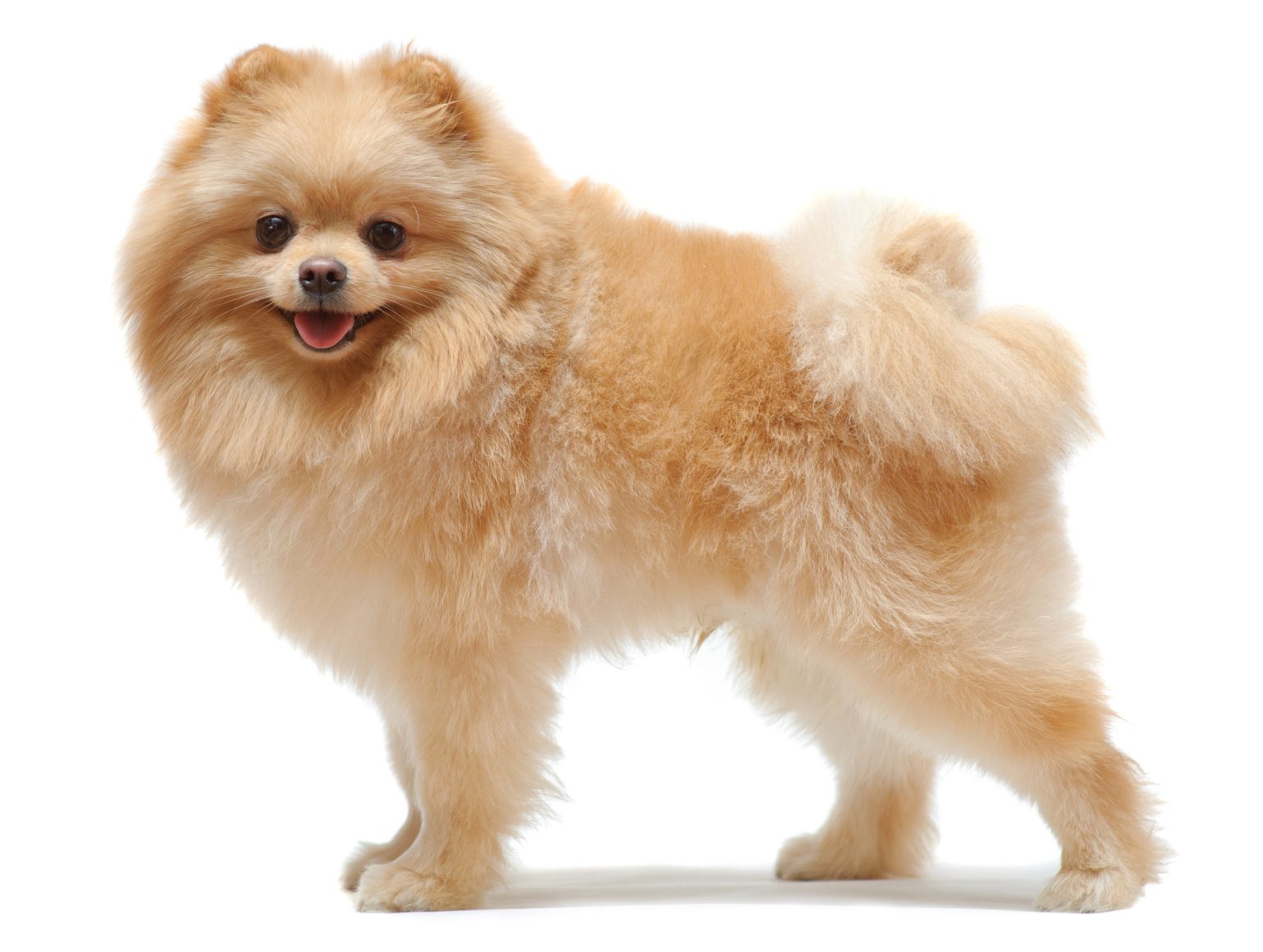 A Pom Tail