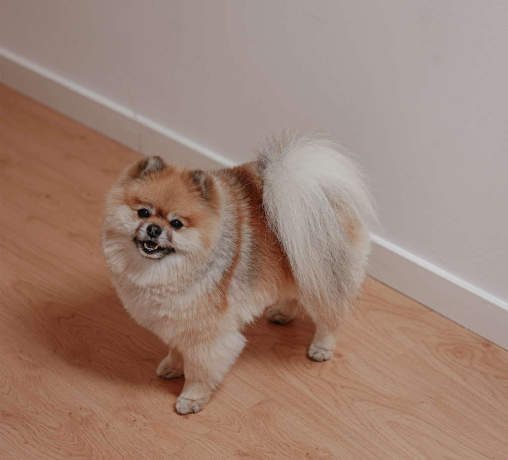 A Pom Tail
