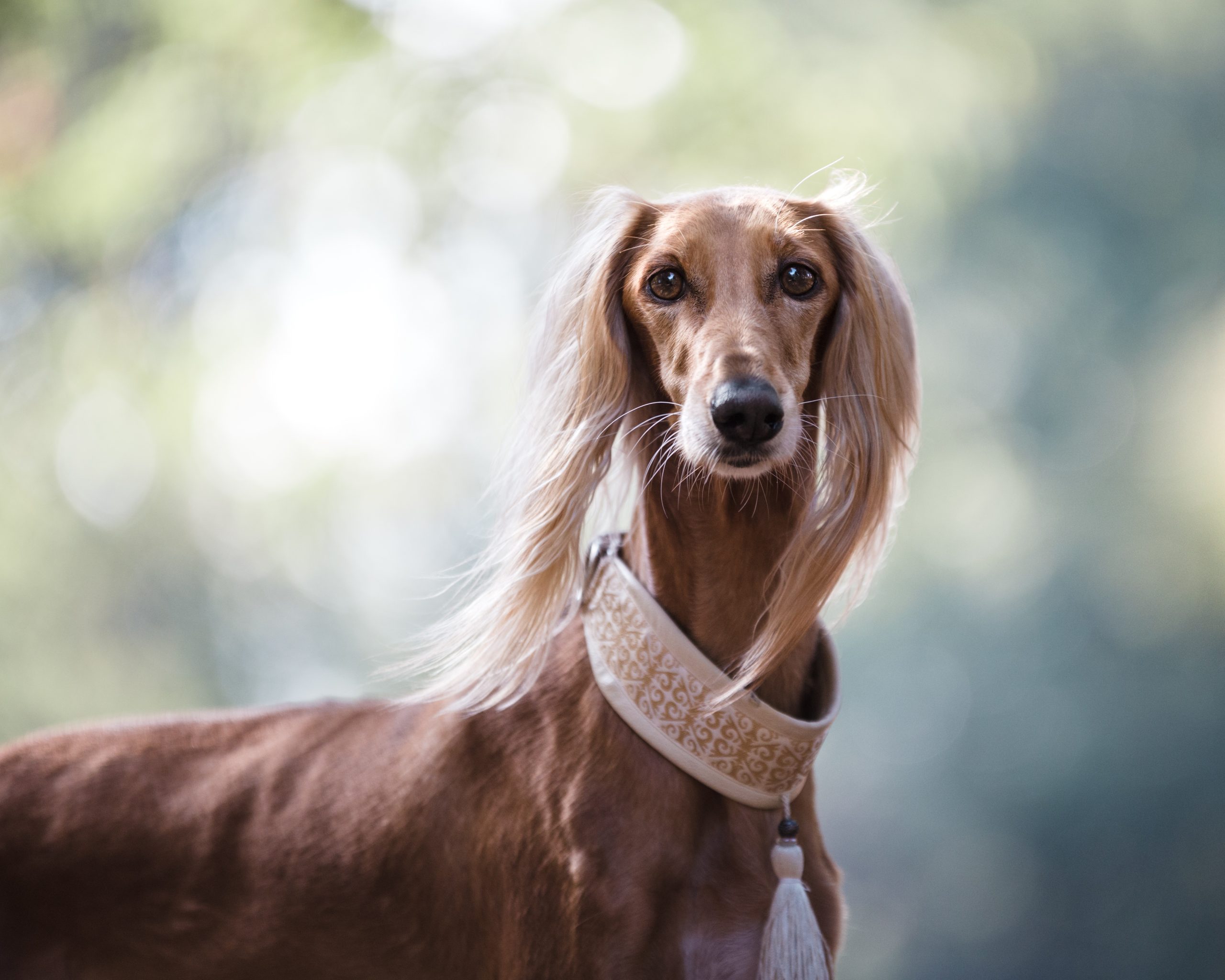 cco public domain - National Purebred Dog Day®