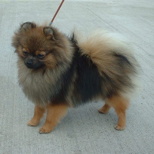 A Pom Tail