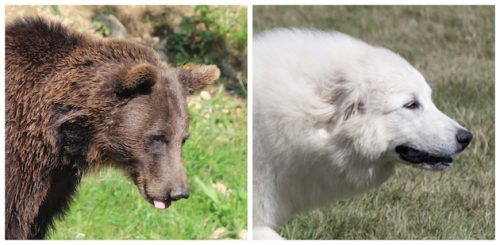 The "Brown Bear" Head