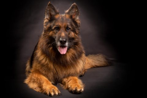 The Coated GSD