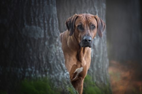 "What's a Rhodesian Ridgeback?"