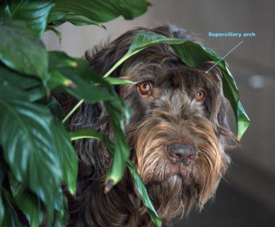 Pop Quiz: Where is the Superciliary Ridge?