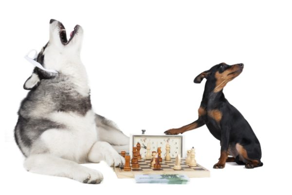 How To Teach A Dog To Play Chess