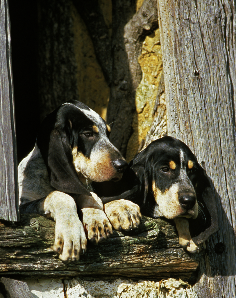 Two Dogs Passed, Triumphant
