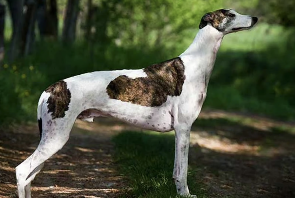 The “National Dog of Bangladesh”