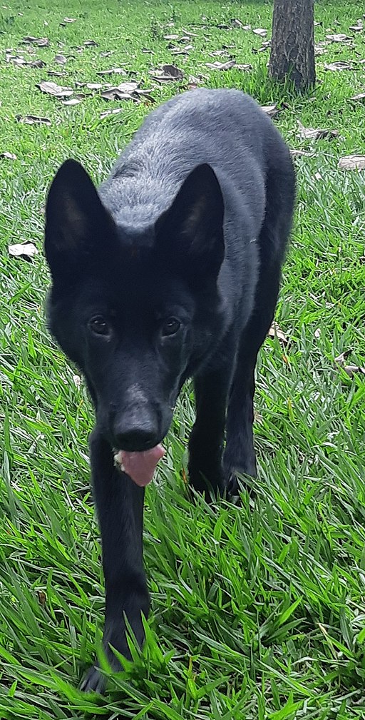 - National Purebred Dog Day®