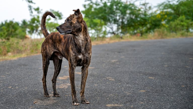 The "Indian Doberman"