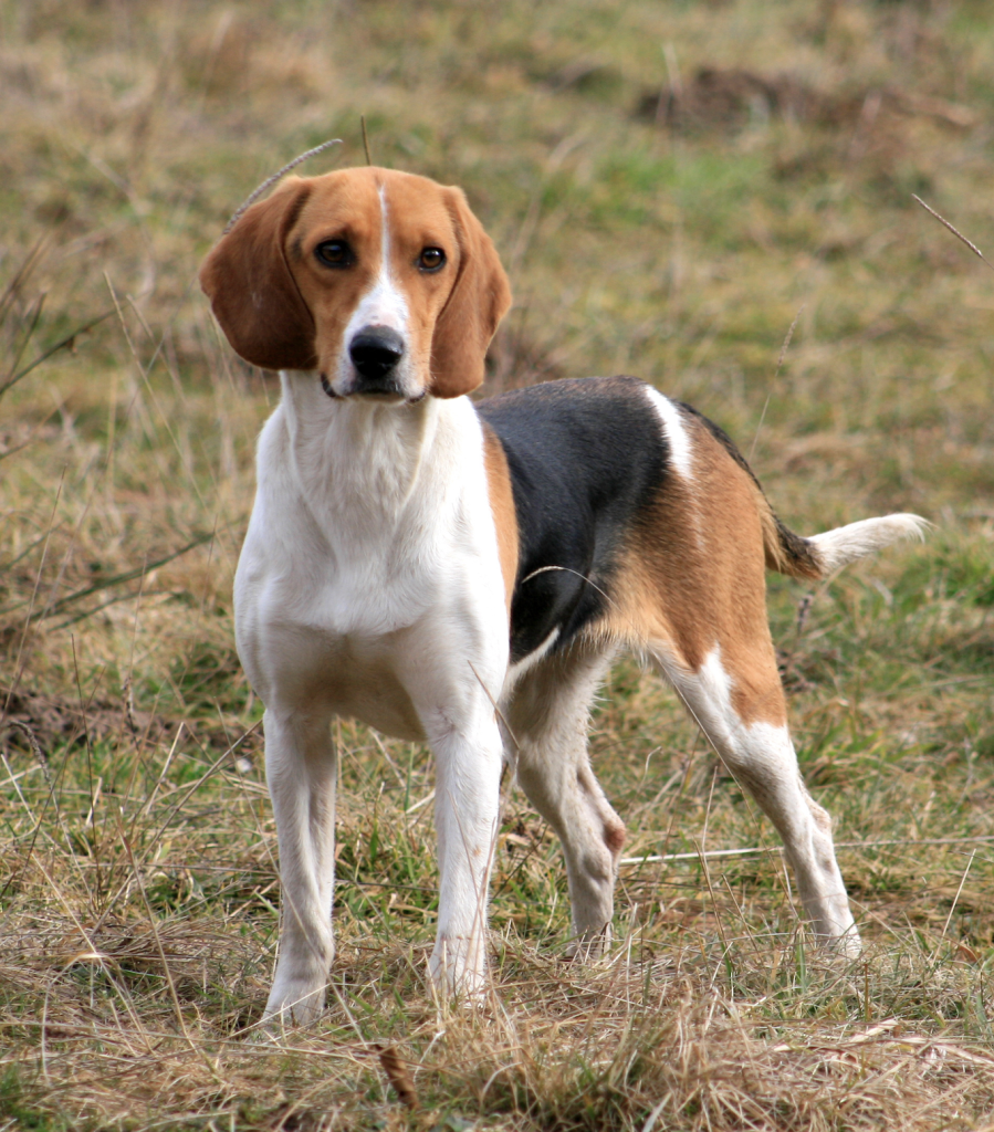 Estonia's Only Official Breed