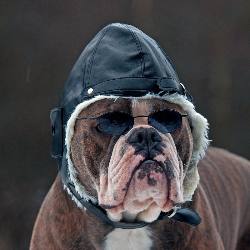 A Bulldog Plane with a Bulldogish Pilot