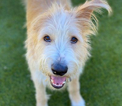 National Purebred Dog Day® - Celebrating the diversity, heritage, and ...