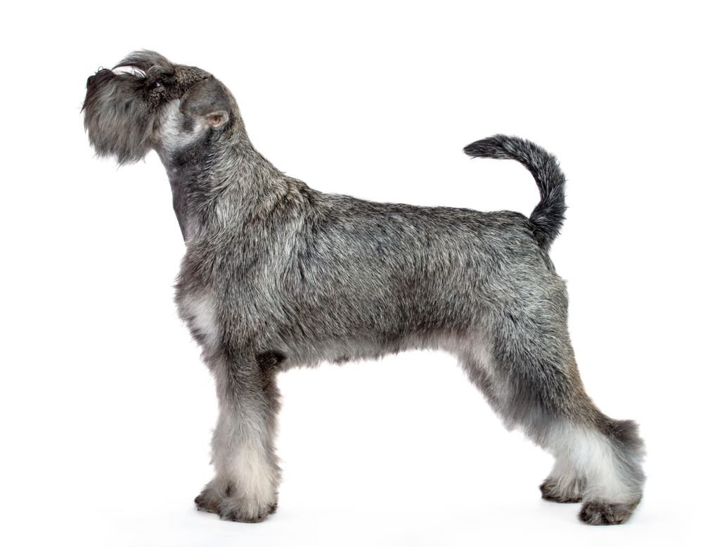 Standard,Schnauzer,(pepper-and-salt),,Dog,Standing,Sideways,,On ...