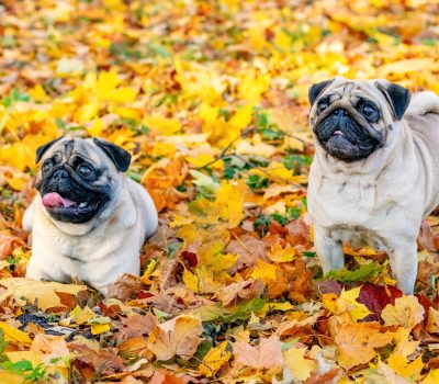 National Purebred Dog Day® - Celebrating the diversity, heritage, and ...