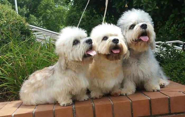The Dandie Dinmont Terrier Club of America's "Fictional Character ...