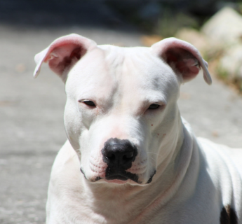 The Dogo’s Masseter Muscle