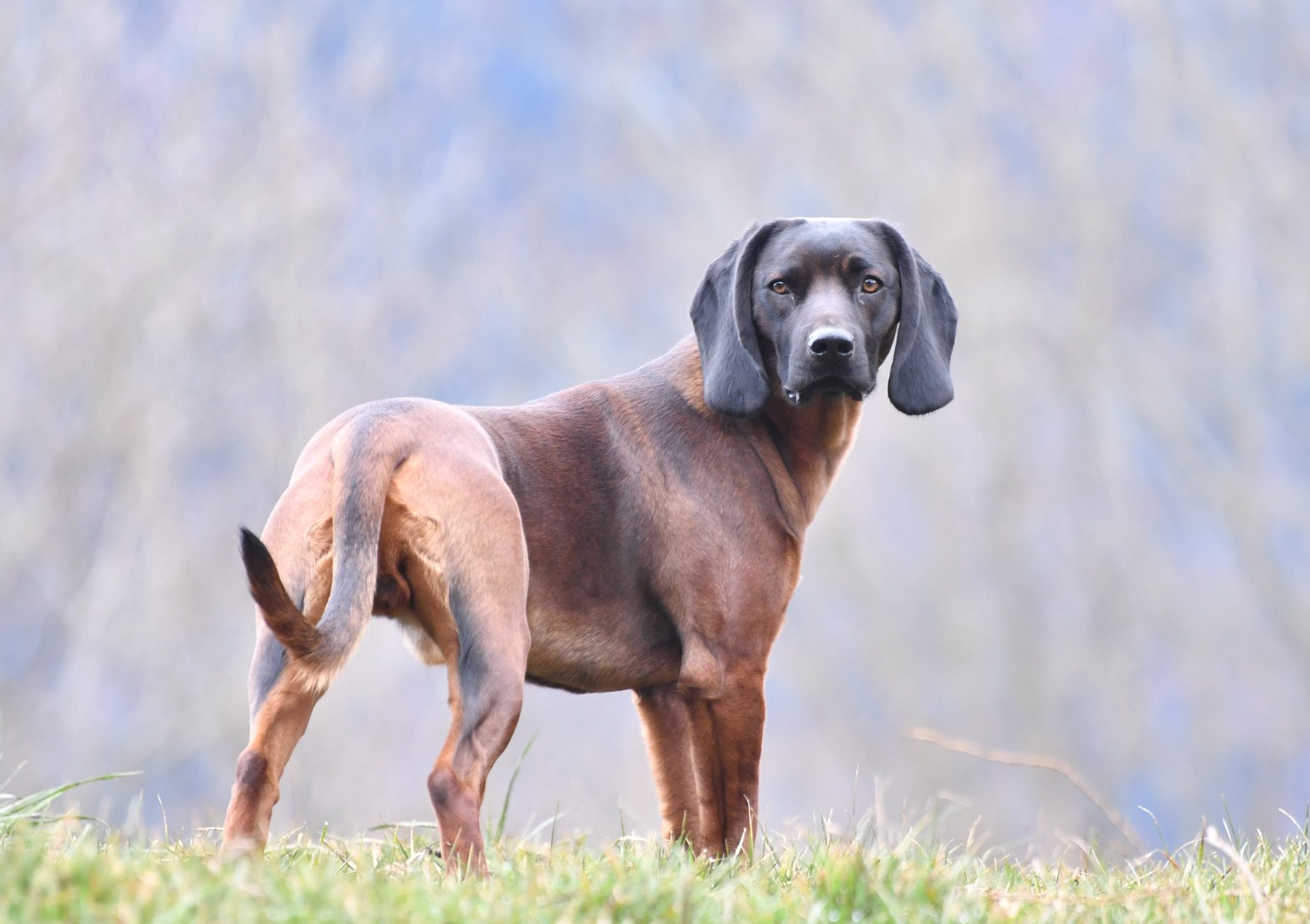 The "Split-Fount" Scent Hound
