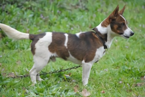 The Guicho: One of Galicia's Four Breeds