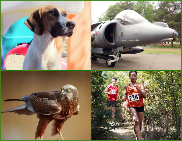Kingsbury Harriers' "Jack of All Trades" Photo Challenge